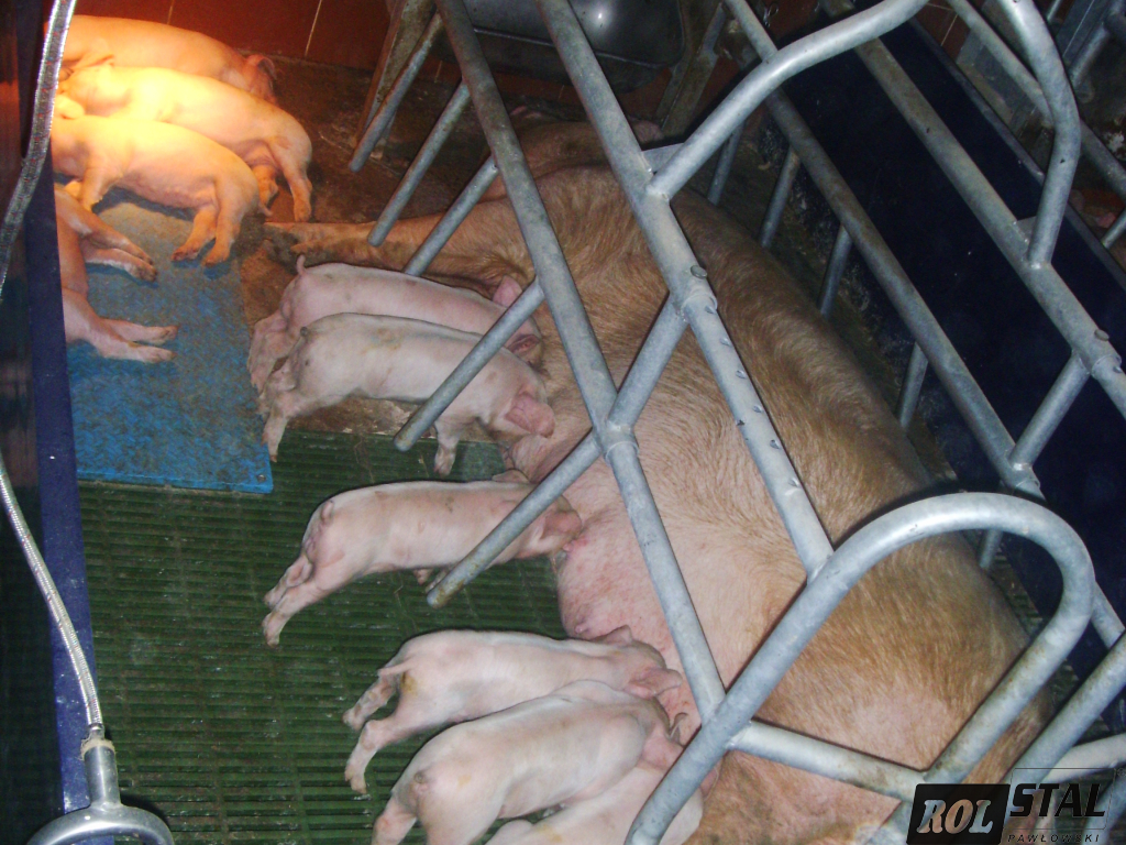 farrowing cages | Rolstal.com