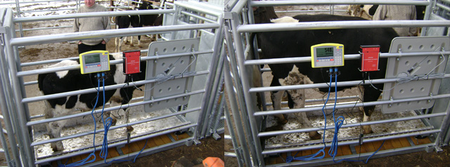 Livestock weights | Rolstal.com